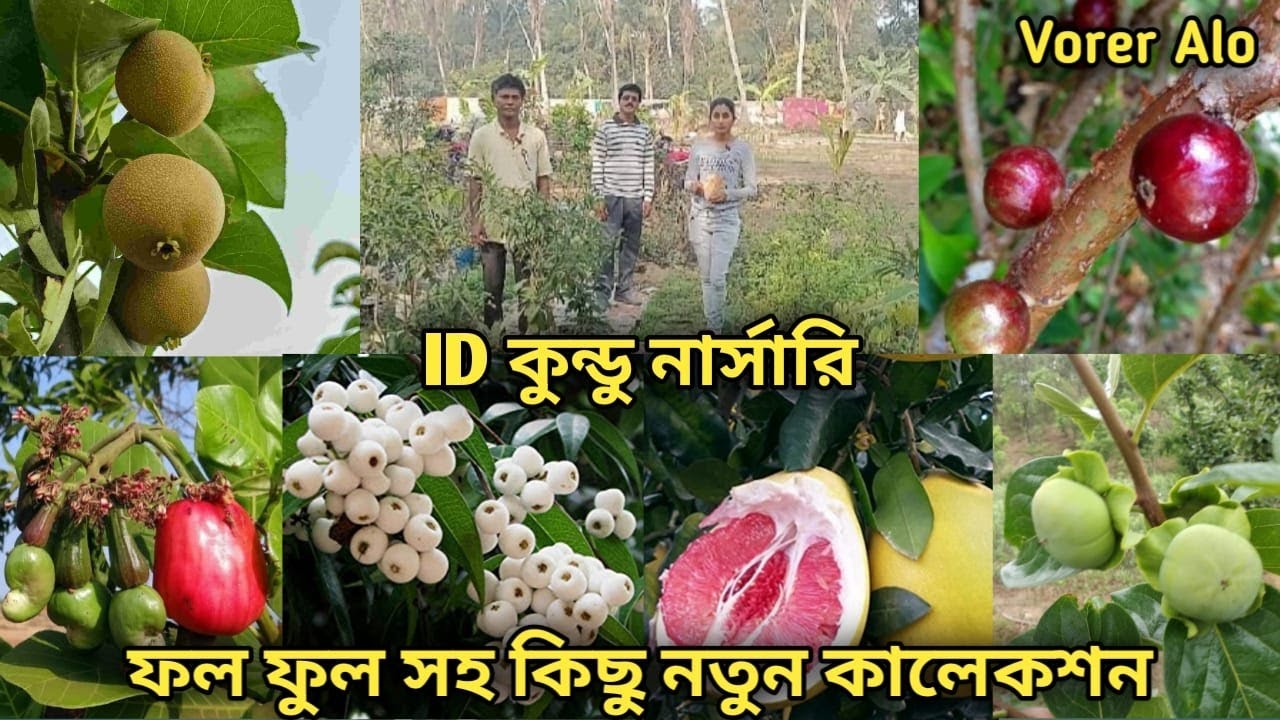 ID কুণ্ডু নার্সারি ফল ফুল সহ কিছু নতুন কালেকশন || fruit plant nursery ...