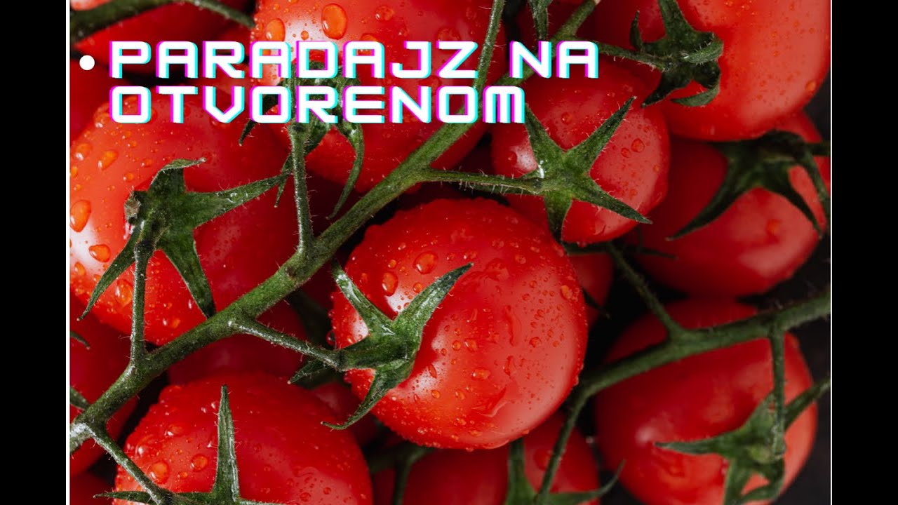 Organska poljoprivreda - Proizvodnja paradajza na otvorenom polju - YouTube