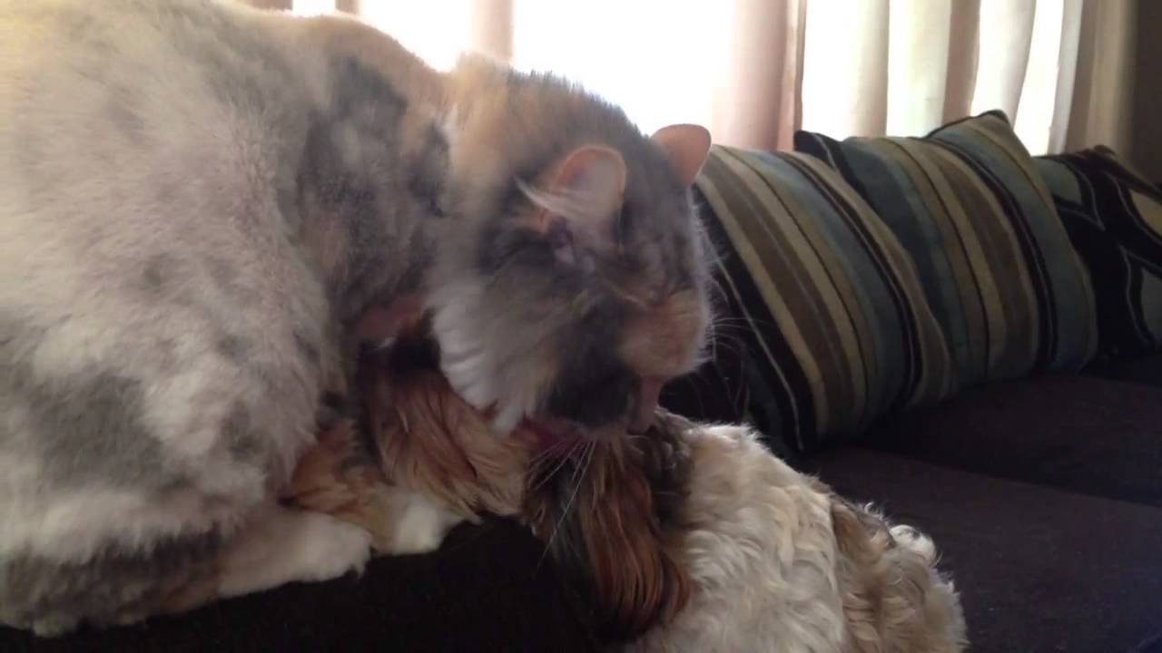 Cat cleaning Dog - YouTube