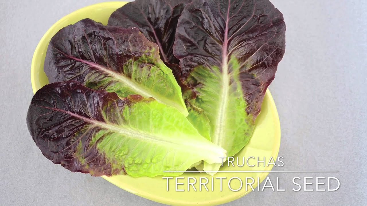 New Vegetable Varieties For 2015 YouTube new-vegetable-varieties-for-2015-youtube
