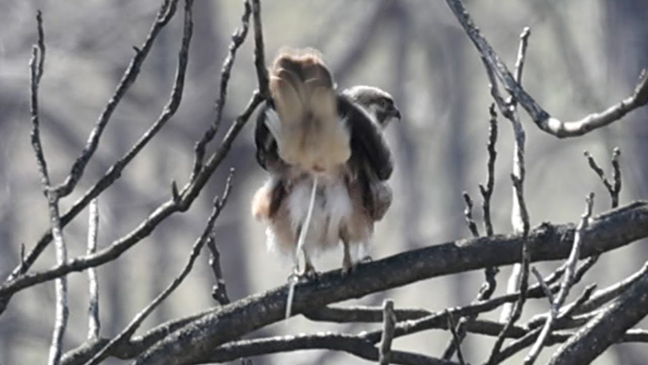 똥을 싸고 날아가는 말똥가리 Eastern Buzzard pooping and then flying away | Buteo ...