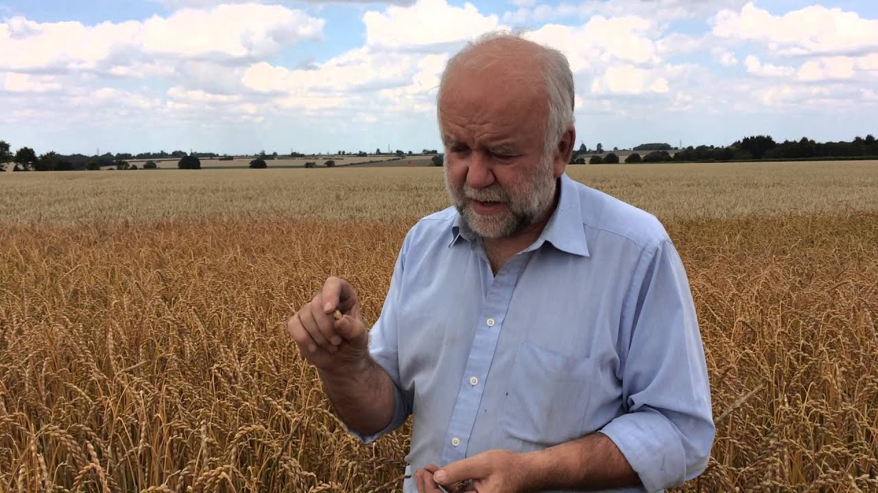 Introducing Spelt Grain grown at Manor Farm Bradenham - YouTube