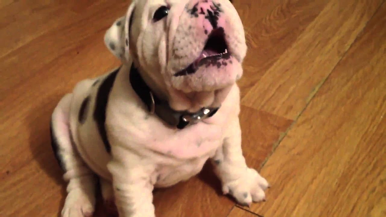 Cel mai dragut caine - YouTube