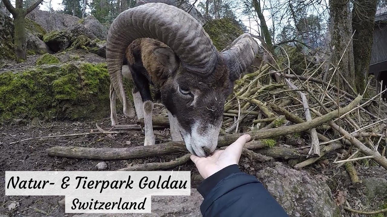 Natur- und Tierpark Goldau, Switzerland - YouTube