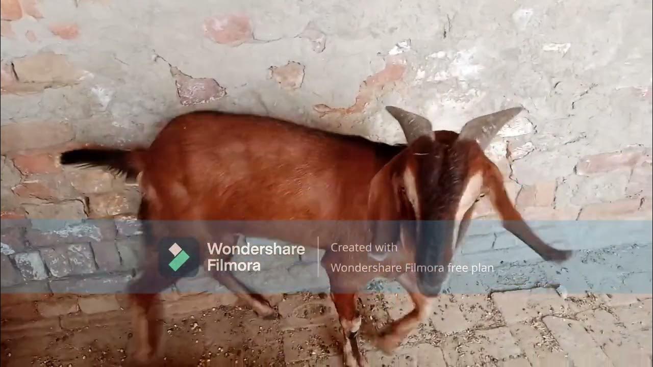 گھر میں رکھے سفیان بھائی کے نسلی بکروں کی وڈیو ؔؔ||#goat ||#village ||#volg - YouTube