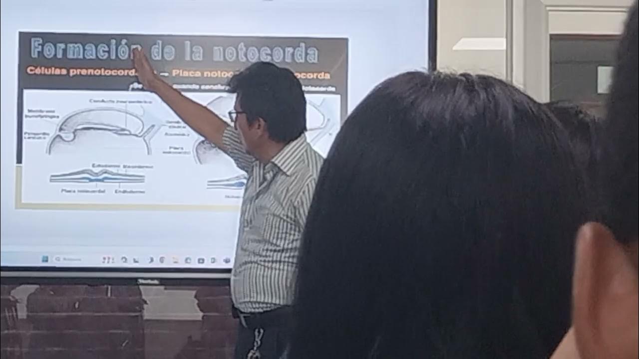 Semana 3 Estructuras 1 3 Tejido Ectodermo Mesodermo Y Endodermo
