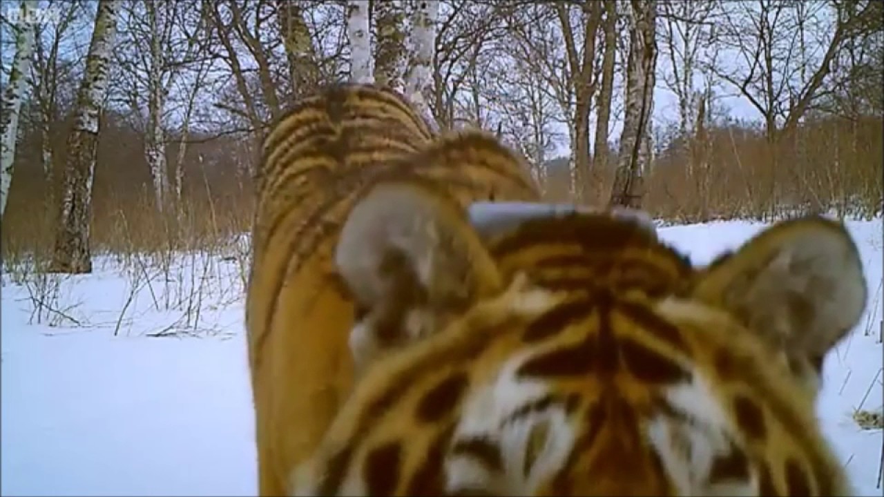 Tiger attack caught on camera *GRAPHIC* - YouTube