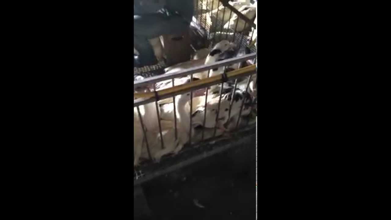 Ducks being force-fed at an 'ethical' foie gras farm - YouTube