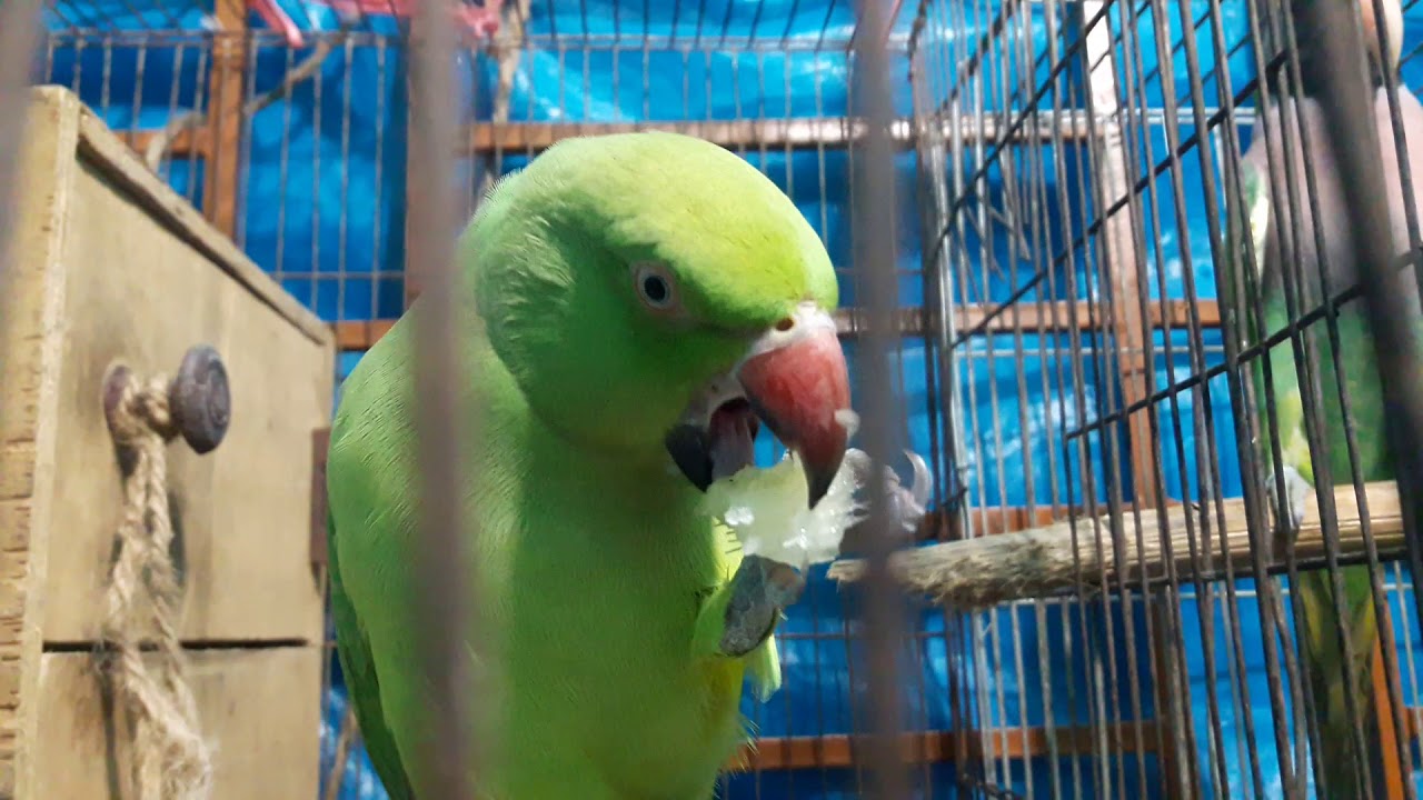 My parrot eating Sugarcane| Parrots food habit | Parrot's favorite food ...