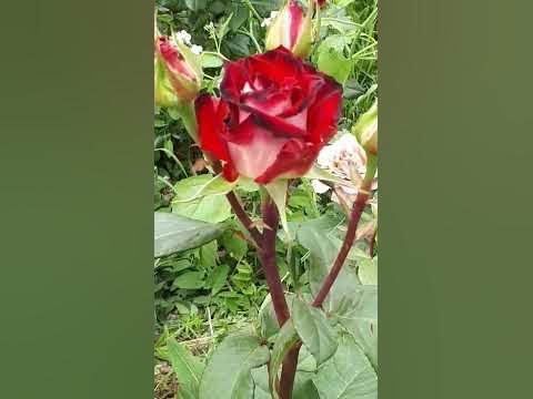 Розы - Динамит, Коко-локо, Эдди митчел - YouTube
