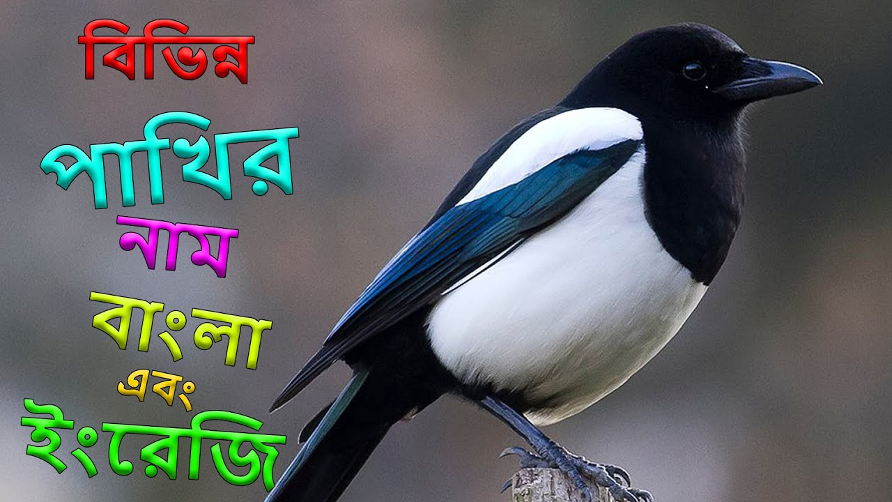 পাখির নাম বাংলা ও ইংরেজিতে | Name of Bird Bangla & English | Bird Names ...