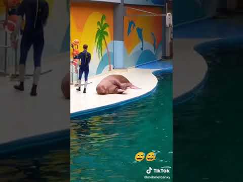 Fok Balığı Mekik Çekiyor 😂 #shorts