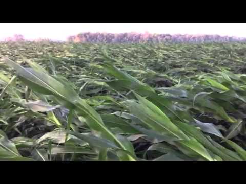 Green snap in Indiana corn - YouTube