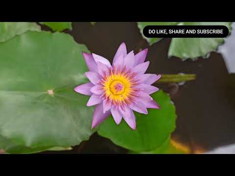 Plant's for home garden || Online plant sale || Plant review in malayalam