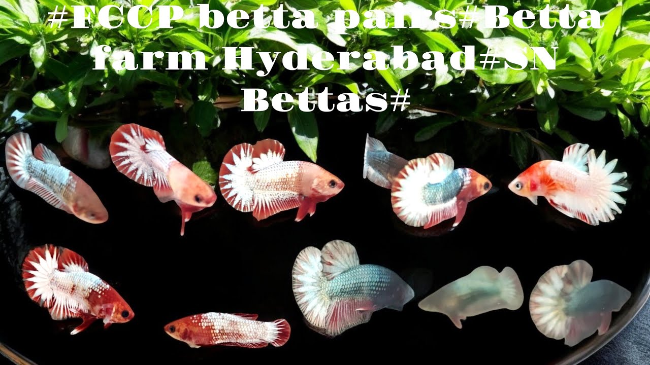 #FCCP Betta చేపలు#బెట్ట ఫామ్ హైదరాబాద్#SN Bettas# - YouTube