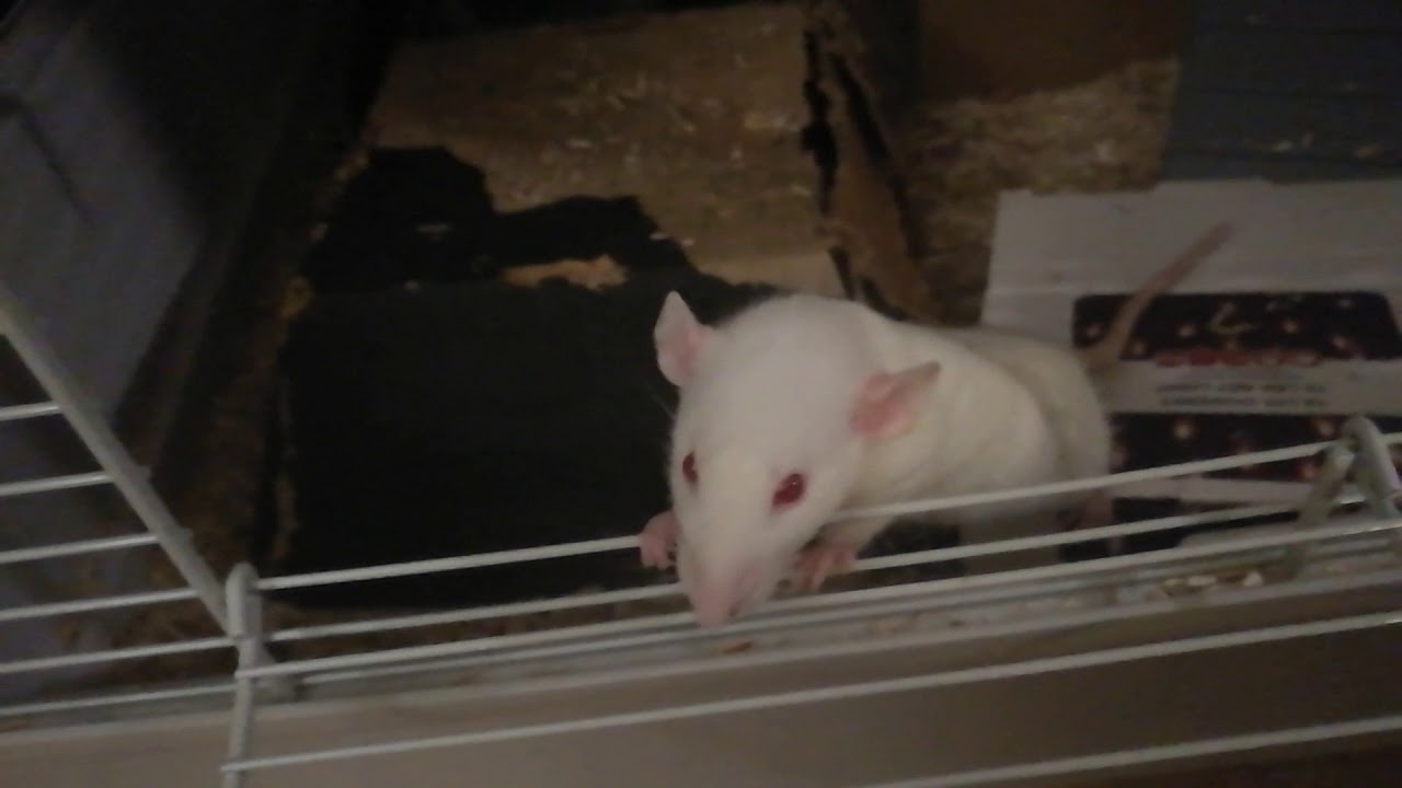 rat update: they are criminals and monsters - YouTube
