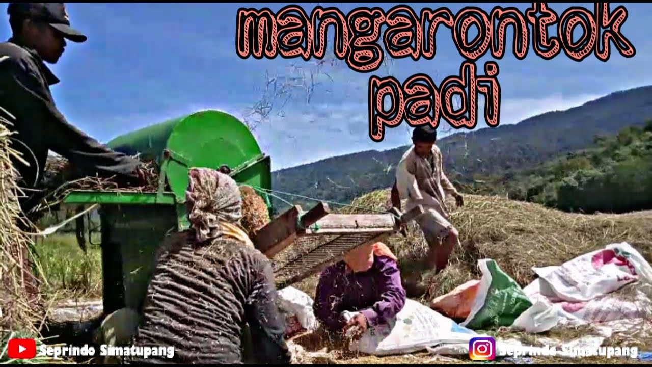 Proses Pemanenan Padi (MANGARONTOK) || MUARABOLAK, bcksound, "Patik ...