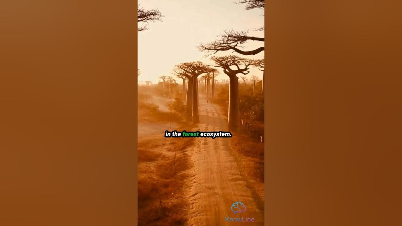 How Trees Secretly Talk - YouTube