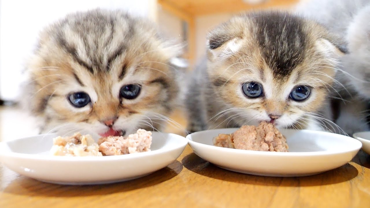 Kittens eat really delicious food! [chewing sound] - YouTube