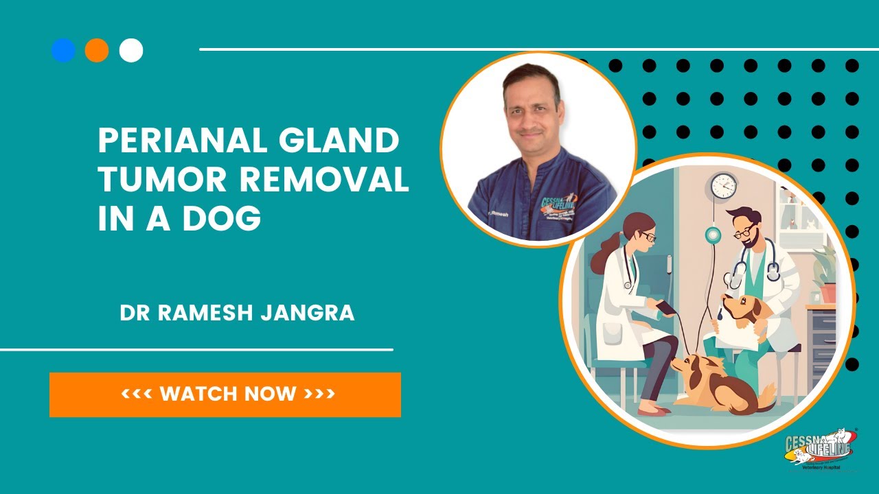 Perianal Gland Tumor Removal In A Dog With Dr Ramesh | Cessna Lifeline ...