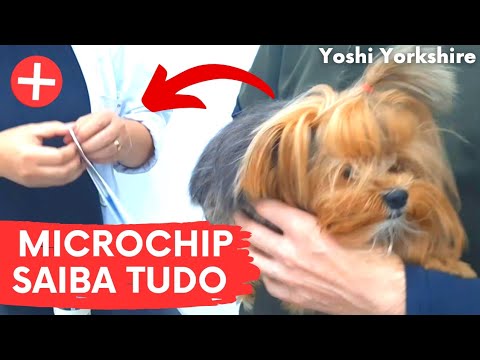 MICROCHIP em cachorro, saiba TUDO (aplicação, valor e benefícios) - YouTube