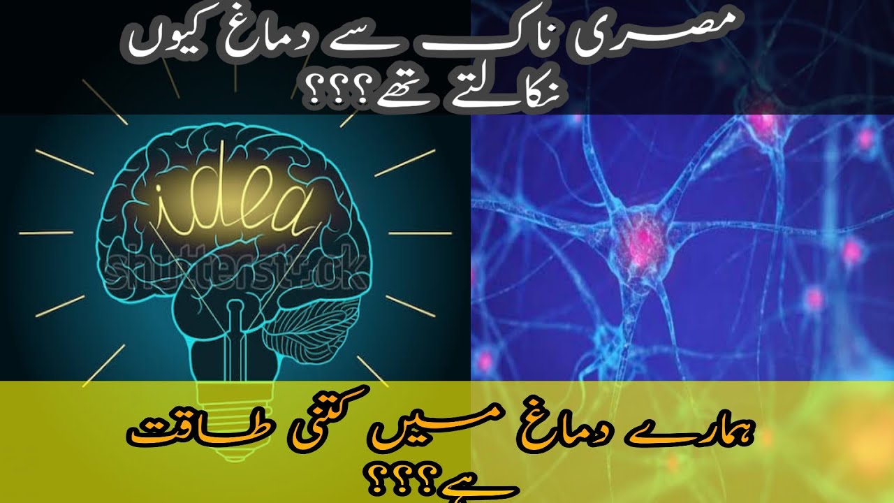 What Our Brain Can Do URDU HINDI Brain Facts The Word YouTube what-our-brain-can-do-urdu-hindi-brain-facts-the-word-youtube