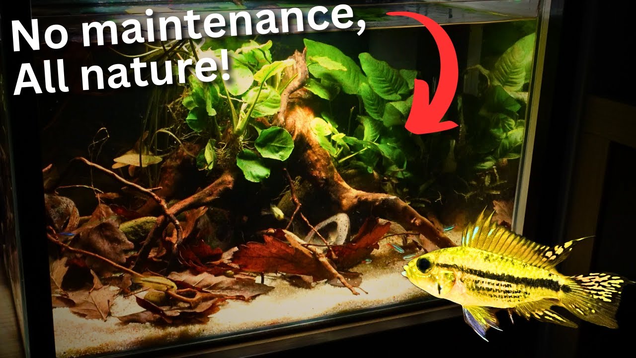 NO maintenance, All Nature! Ecosystem tank build for Apistogramma ...