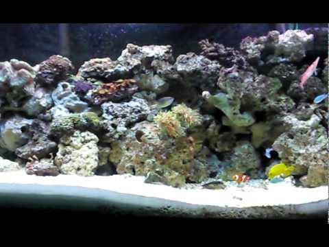 My 90g salt water reef tank - YouTube