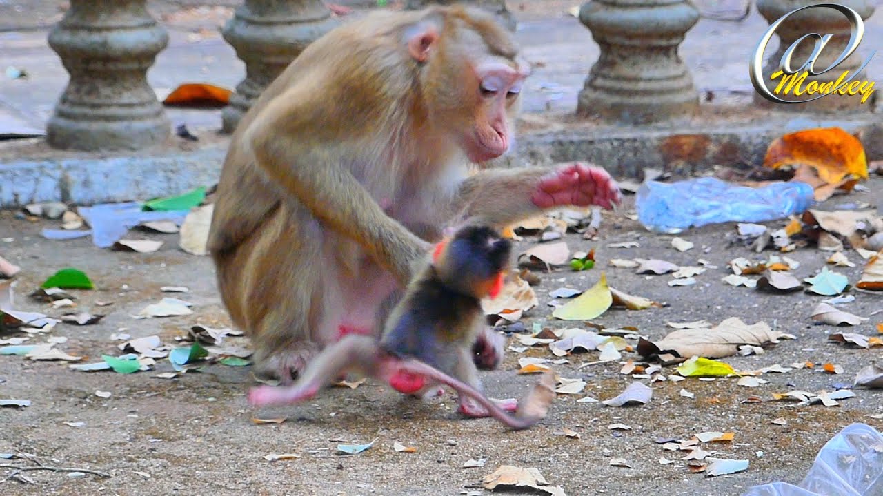 Amazing..! She knows her baby is weak but she tried to teach him to ...