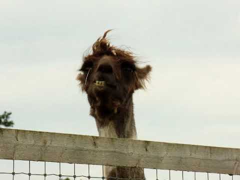 Llama chewing and watch his ears !!! - YouTube