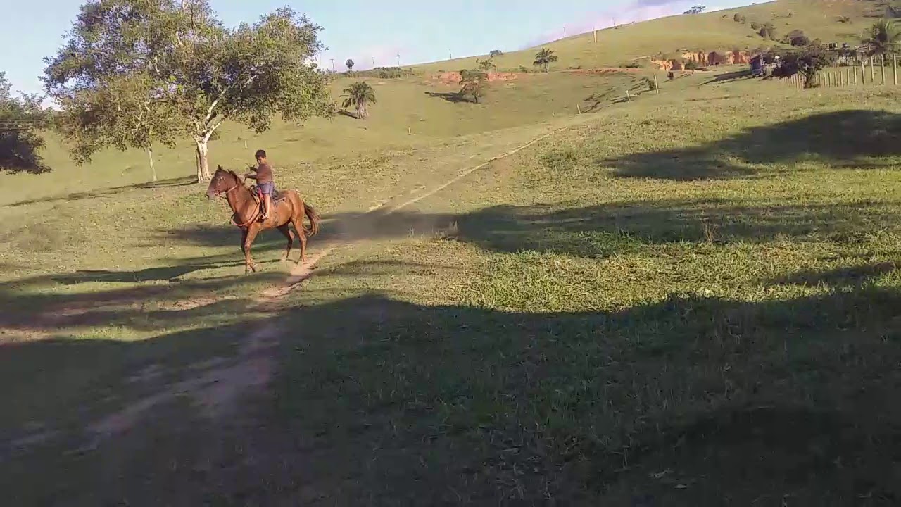 Domando cavalo - YouTube