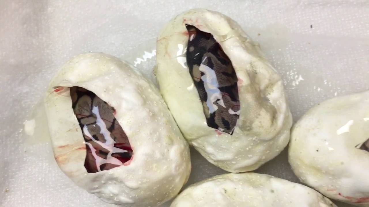 Cutting clutch 8 Bp, and some carpet python eggs - YouTube