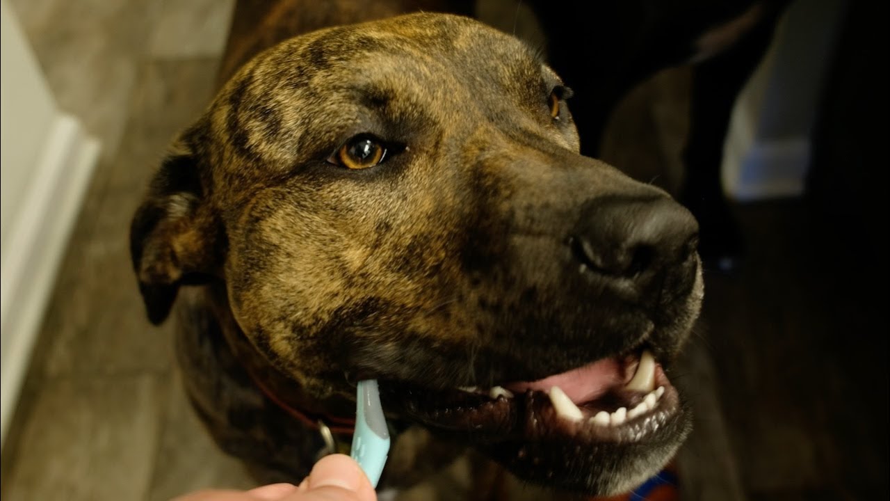 Toofer Tuesday - YouTube