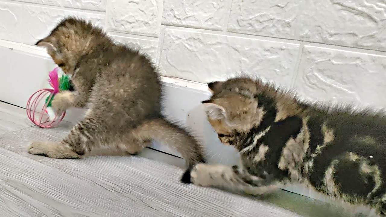 Two kittens having fun together with a toy - YouTube