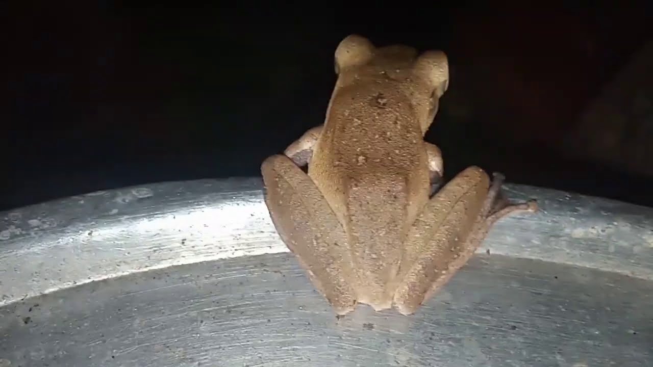 Con Chàng Hiu - YouTube