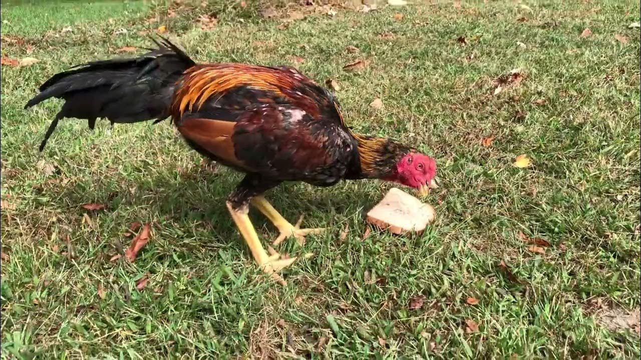 Qaib Sota EJ update qaib part2 - YouTube