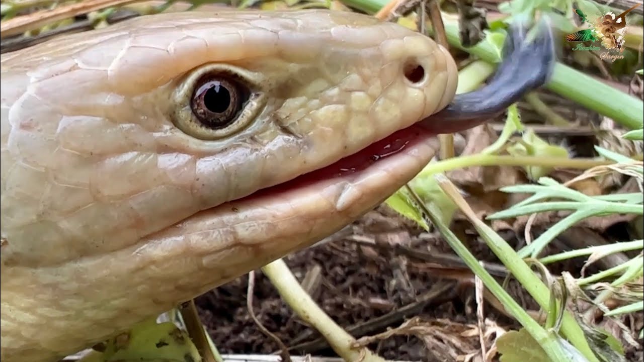 Bu yıl kertenkele yılı mı? - YouTube