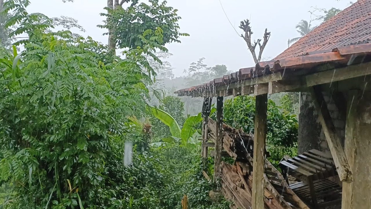 Heavy rains village in Java Indonesia || The Beauty of sugarcane and ...