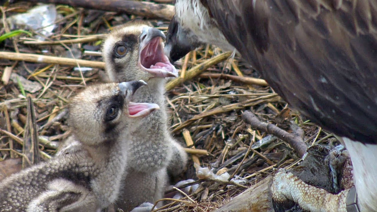 Do Ospreys Feed Their Young Equally? - YouTube