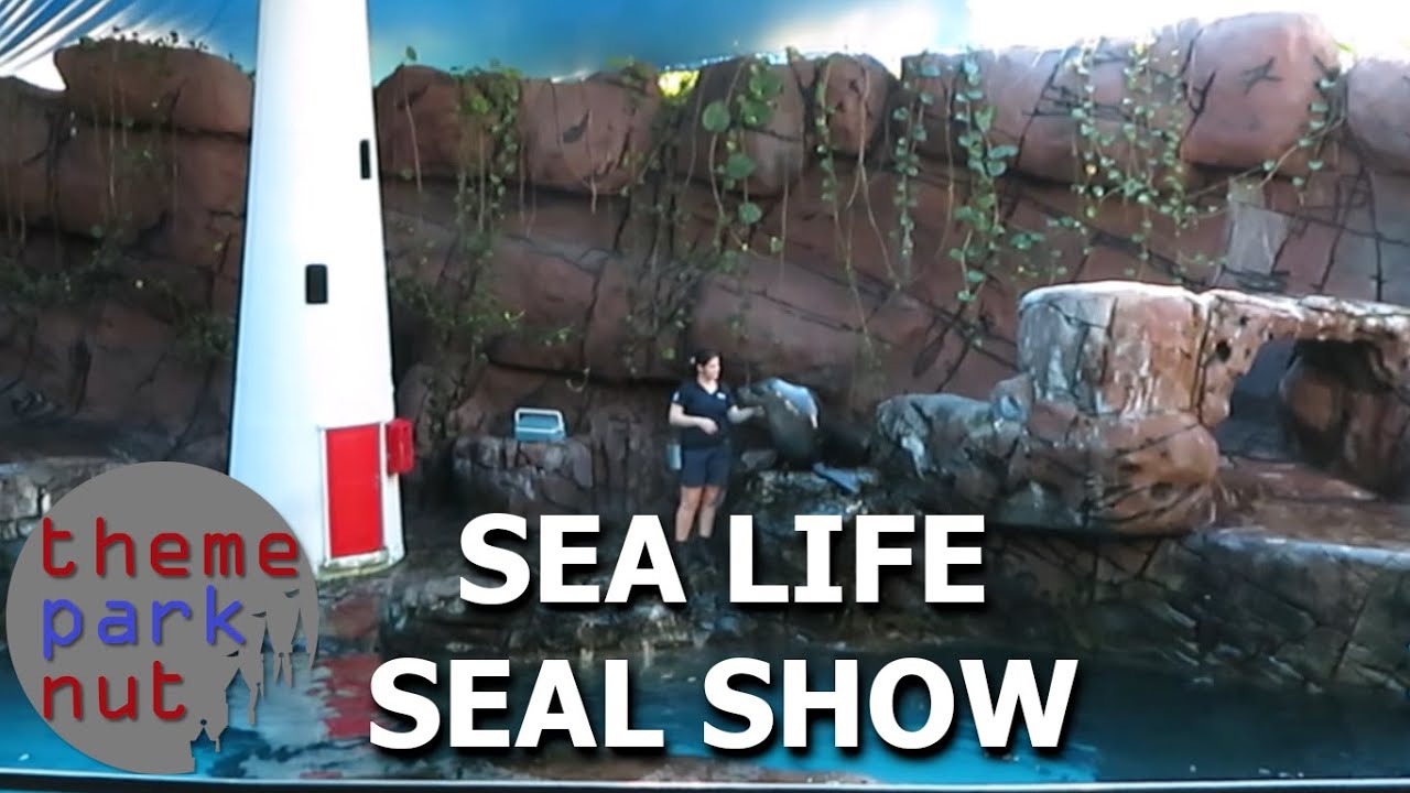 Sea Life Sunshine Coast - Seal Show 2019 - YouTube