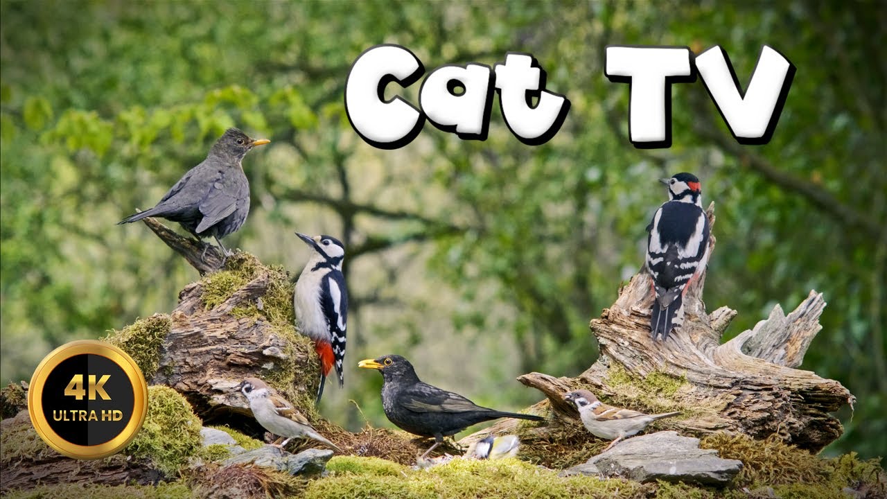Cat TV for Cats to Watch 🐈 - SUNNY DAY🐦‍⬛(4K) - YouTube