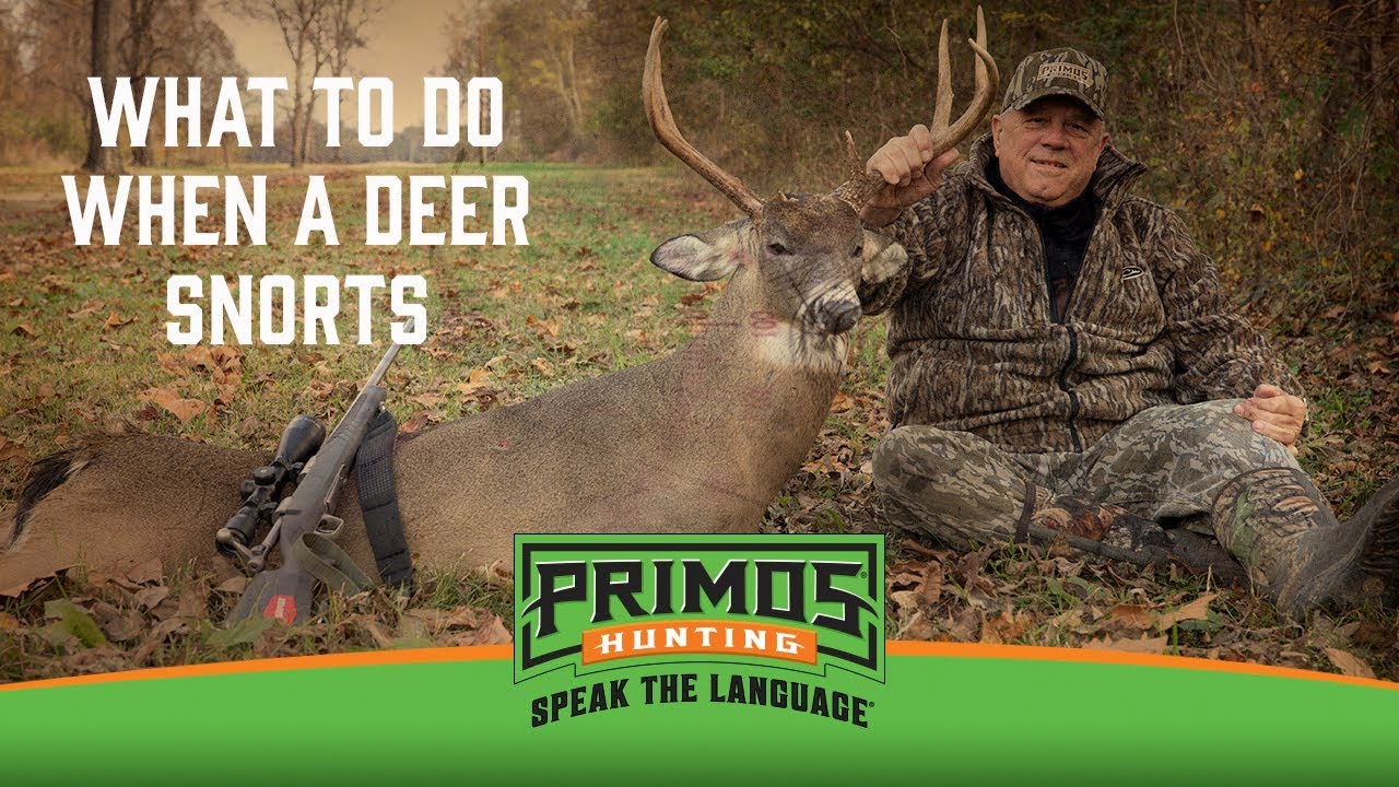 What to do When a Deer Snorts - YouTube