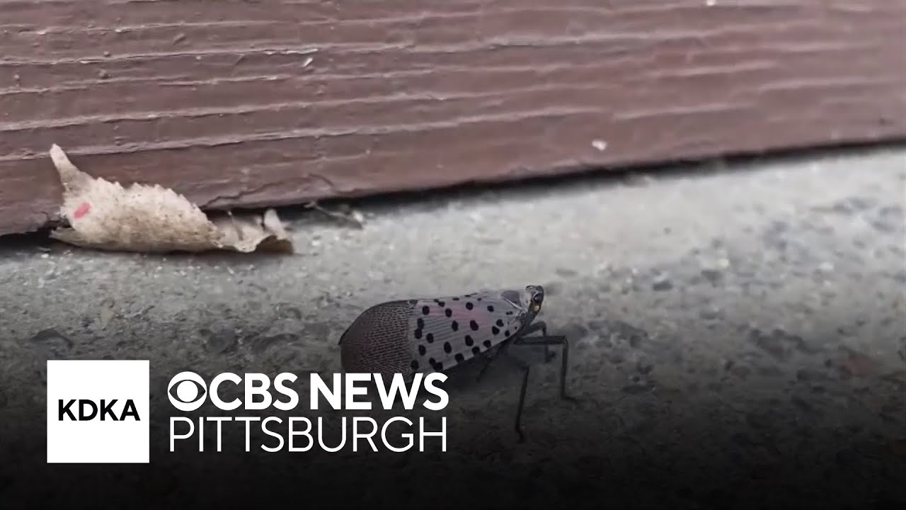 Cleaning up fecal matter spotted lanternflies can leave behind - YouTube