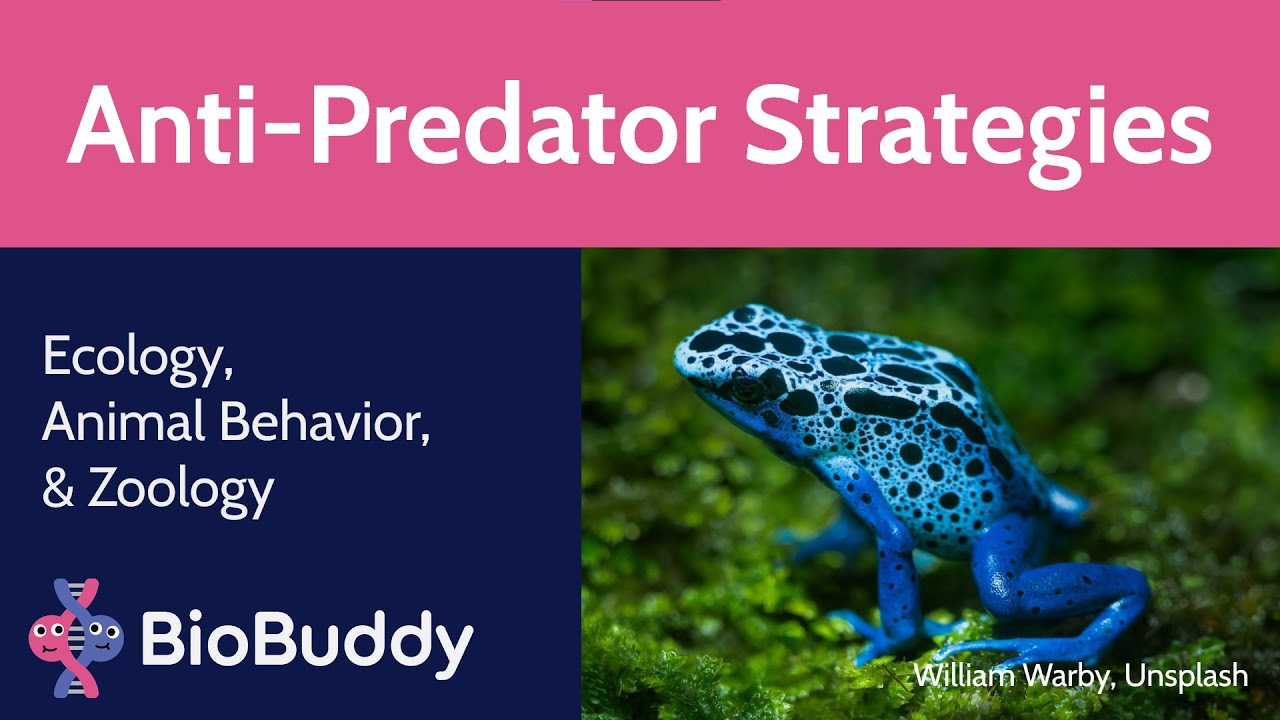 Anti-Predator Strategies | How Animals Avoid Being Eaten - YouTube