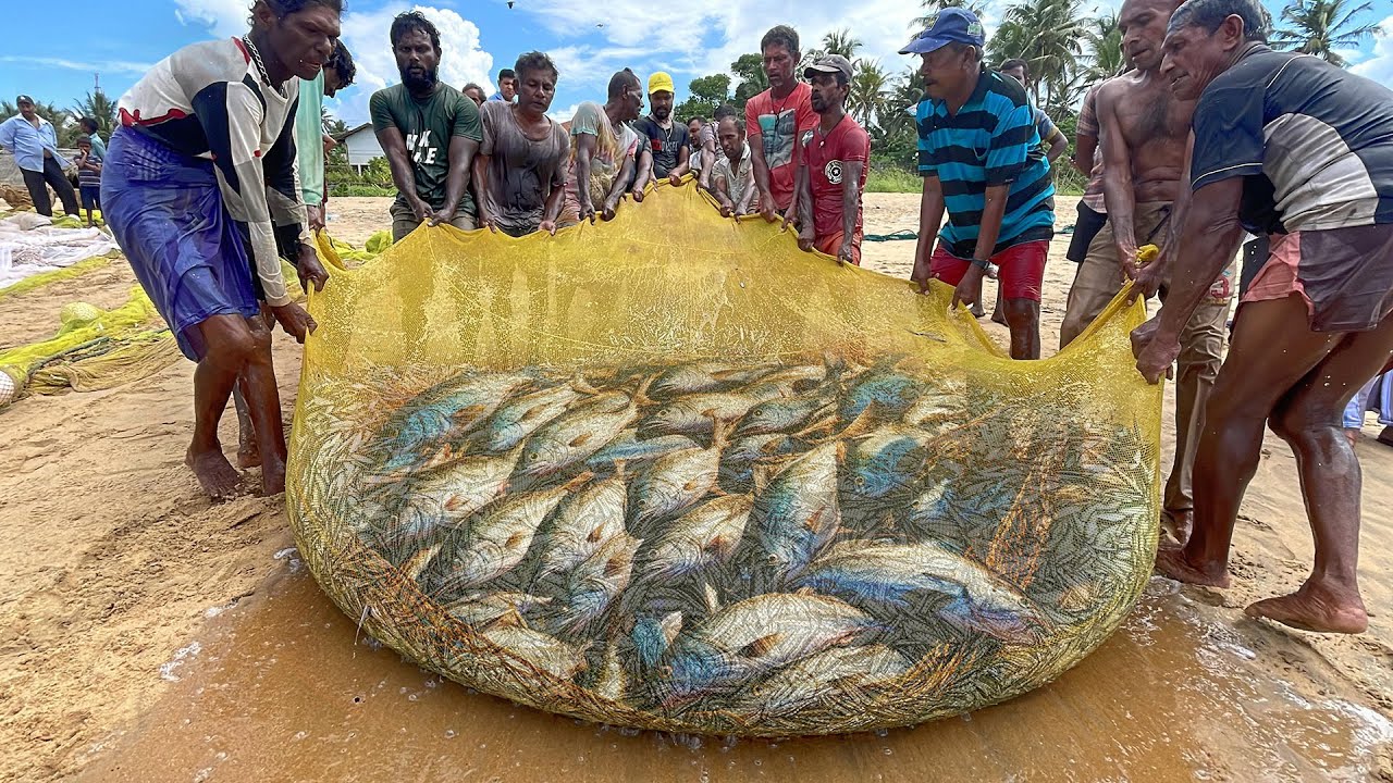 Unbelievable 10 millions of fish Catch Net of Fresh Fish at the Beach ...