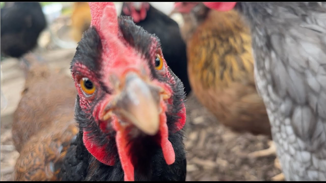 Chicken Close-Ups!! A New Angle on America's Favorite Poultry - YouTube