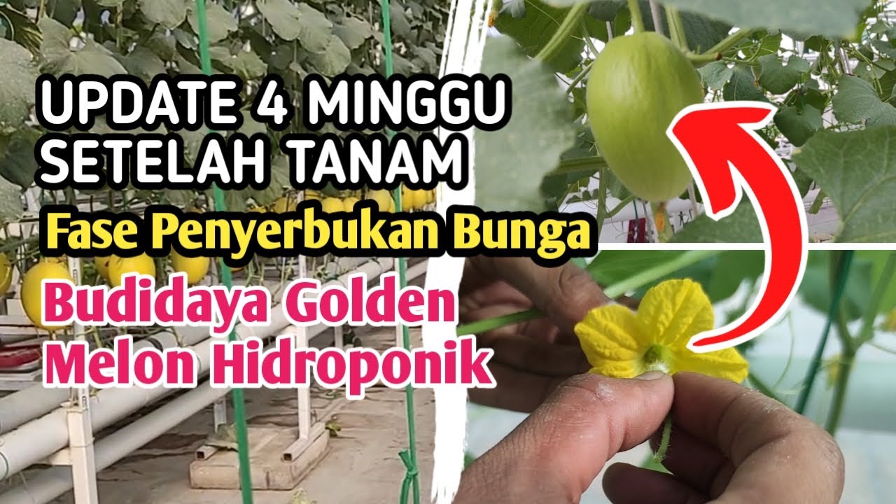 Update 4 Minggu Setelah Tanam | Fase Penyerbukan Bunga | Budidaya ...