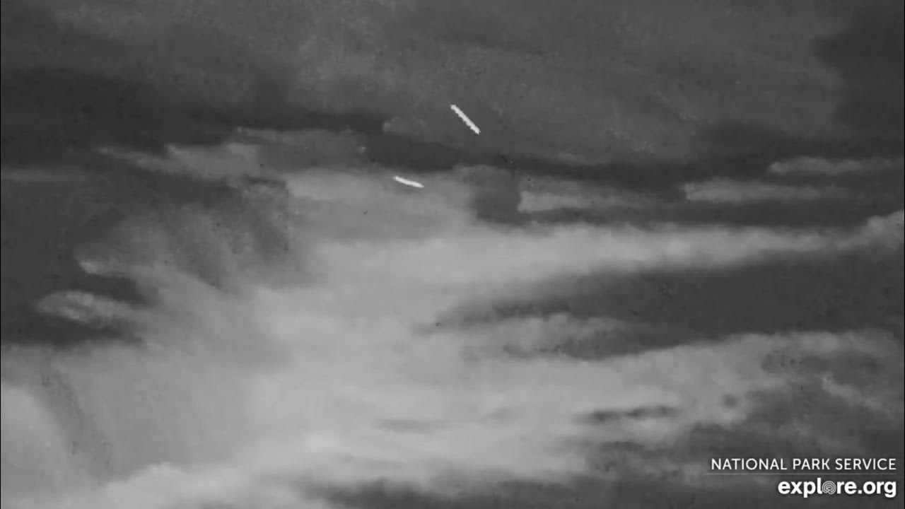 Pre-Dawn: There Will Be Bears 🐻 (explore.org BF cam) 8.14.24 - YouTube