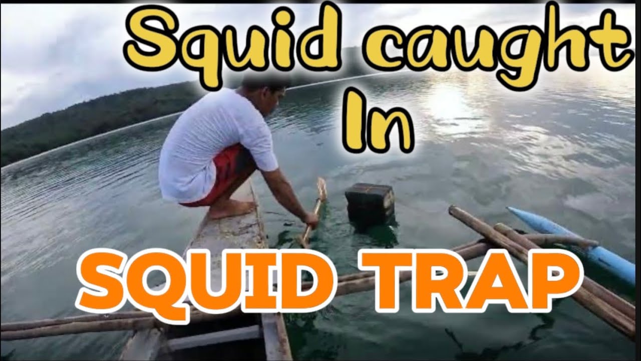 Catching Squid using Squid Trap #squidtrap - YouTube