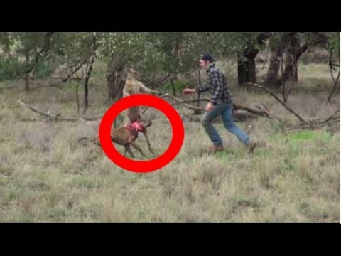 watch Kangaroo grabs a dog in a headlock before the pooch's owner comes ...